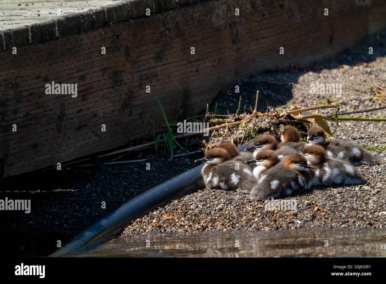 Merganser family hi-res stock photography and images - Alamy