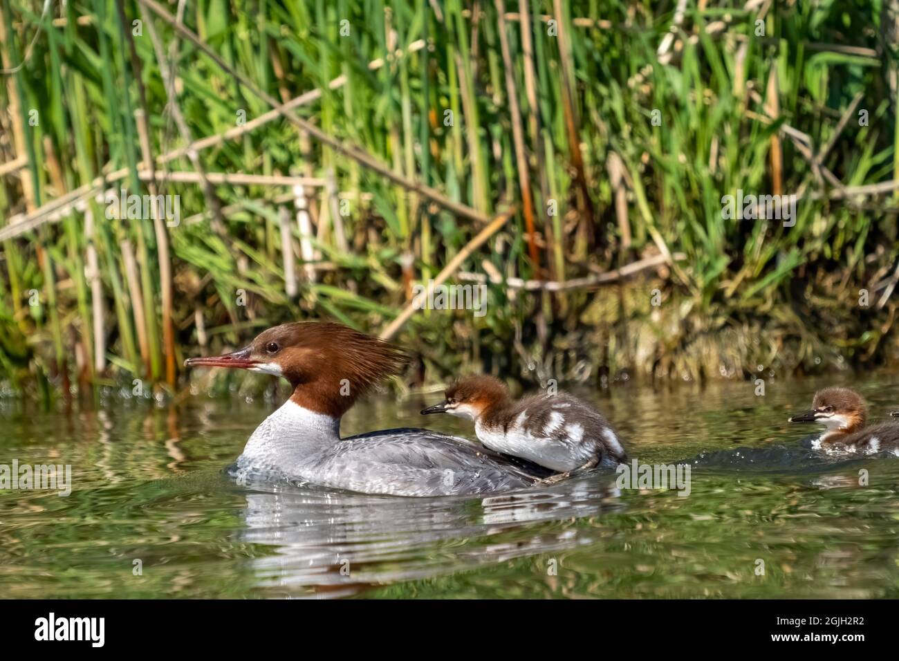 Issaquah, Washington, USA. Female Common Merganser carrying one of her ...