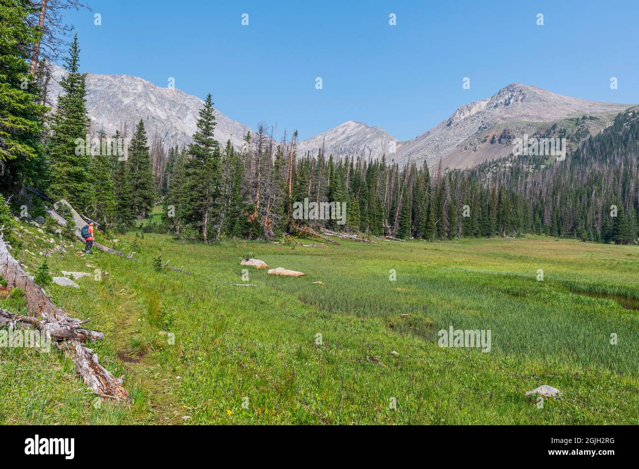 The Never Summer Mountains, forest and meadow, hiker on trail, Rocky ...