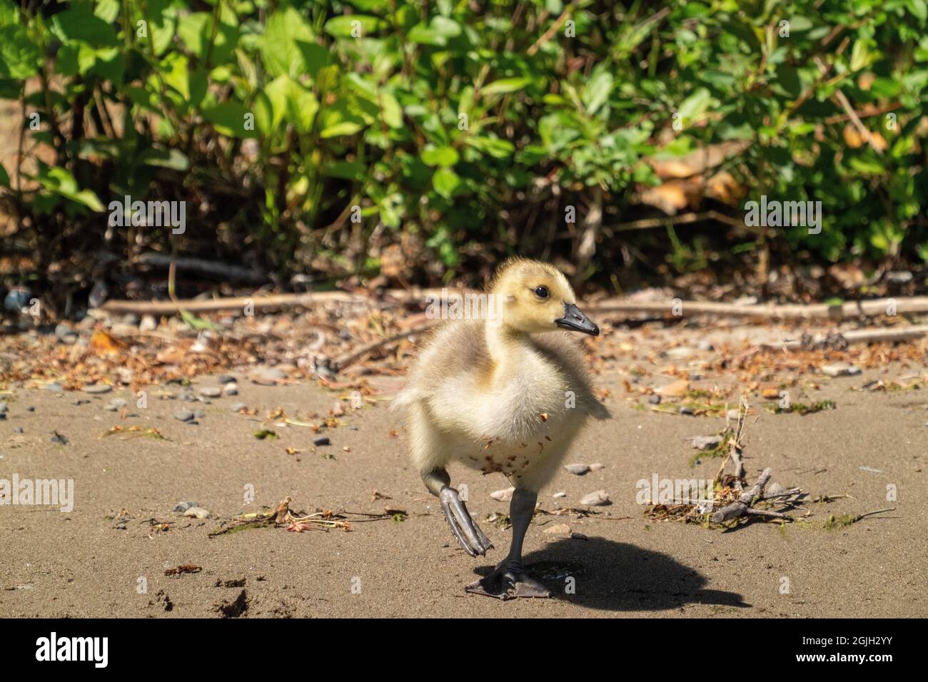 Goose step hi-res stock photography and images - Alamy