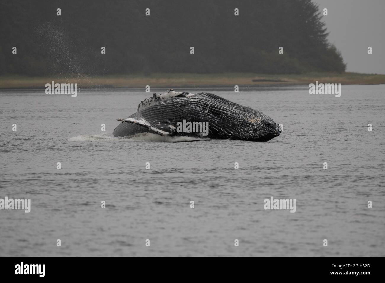 Baranof Island Humpback Whale High Resolution Stock Photography and ...