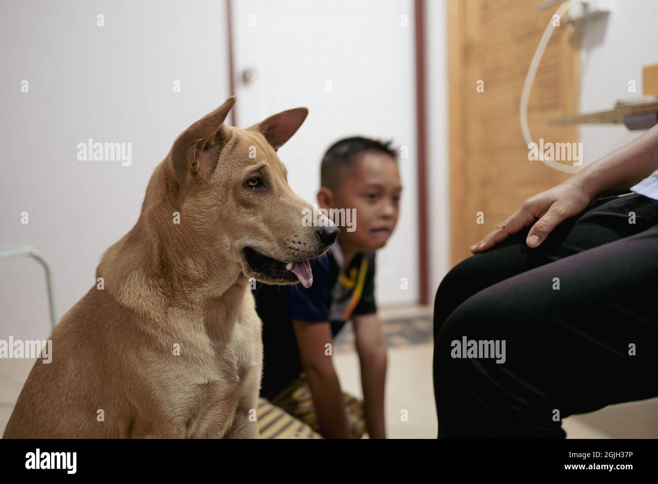 Asian female dog owner hi-res stock photography and images - Alamy