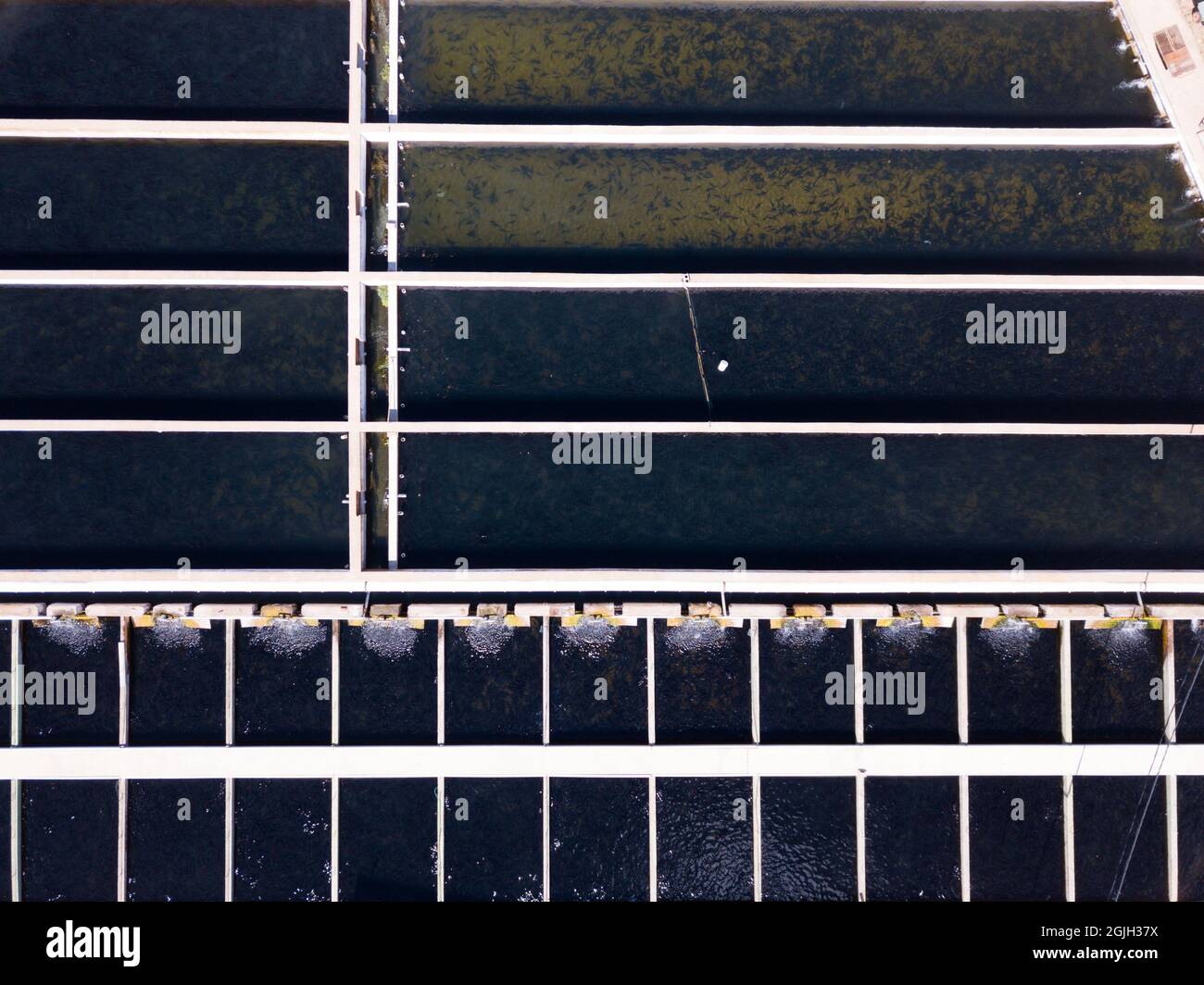 Top view of opened pools in trout fish farm Stock Photo - Alamy