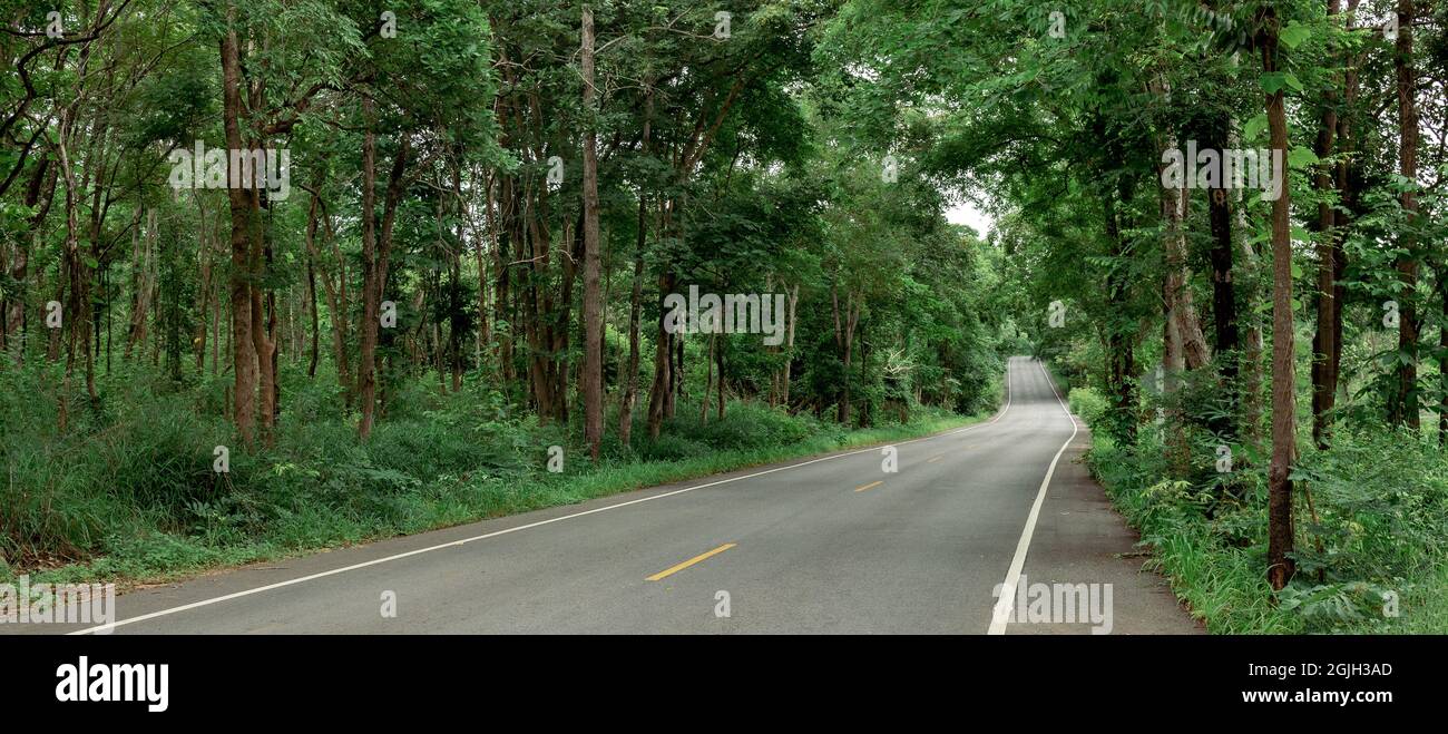 Empty road in the forest with many big green trees Stock Photo - Alamy
