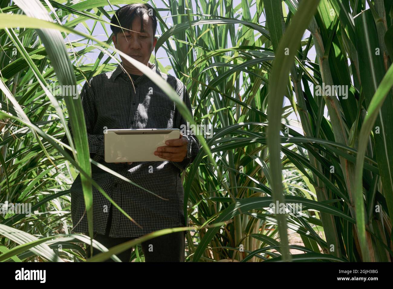 Smart farmer uses a tablet to monitor and analyze the crops in his farm ...