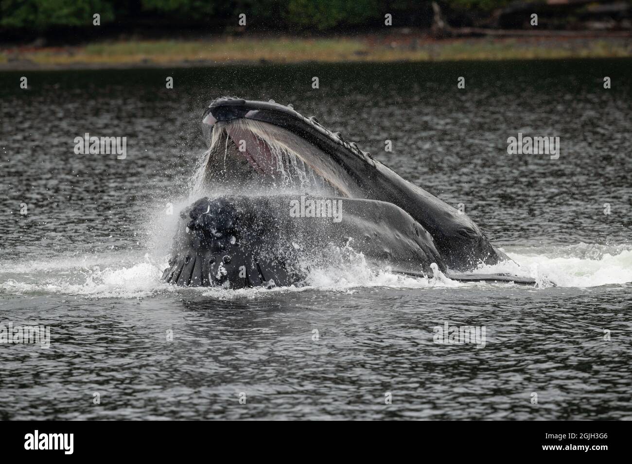 Humpback Whale at Baranof Island, Alaska Stock Photo - Alamy
