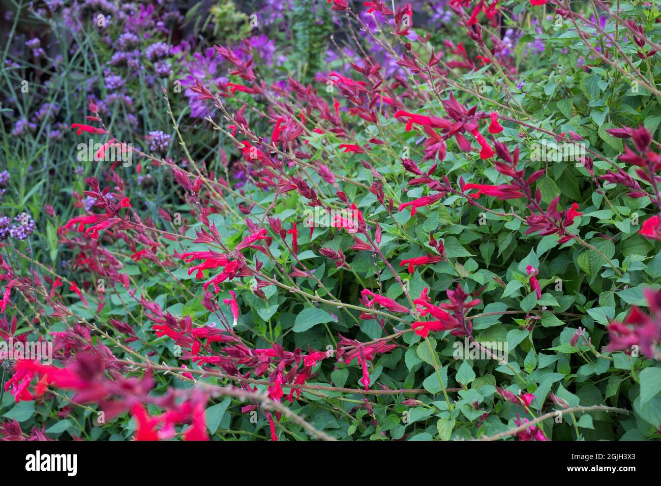 Salvia 'Roman Red' Stock Photo - Alamy