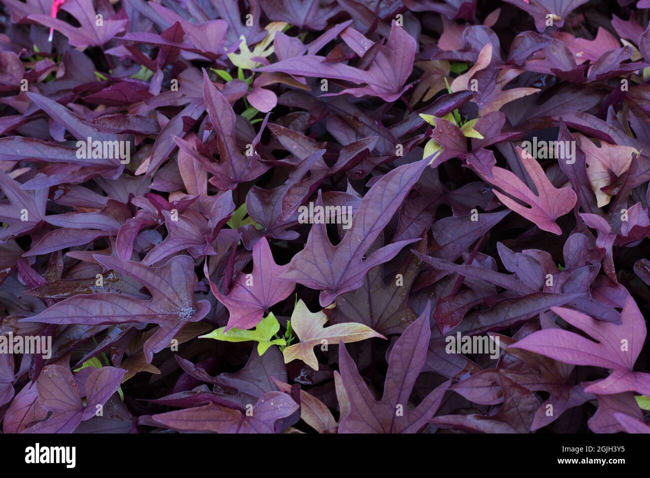 Sweet potato vine hi-res stock photography and images - Alamy