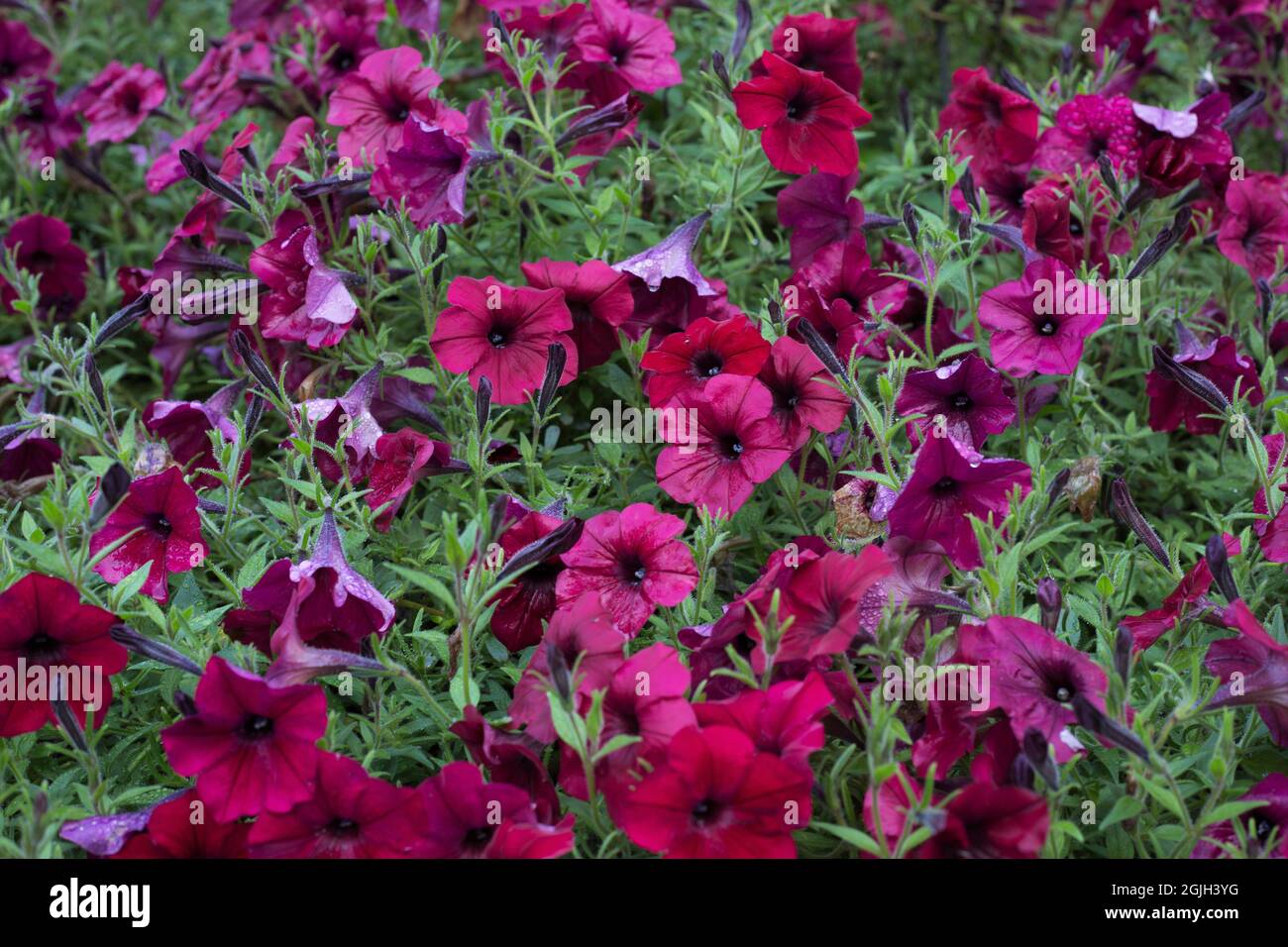 Petunia x hybrida tidal wave red velour flowers Stock Photo - Alamy