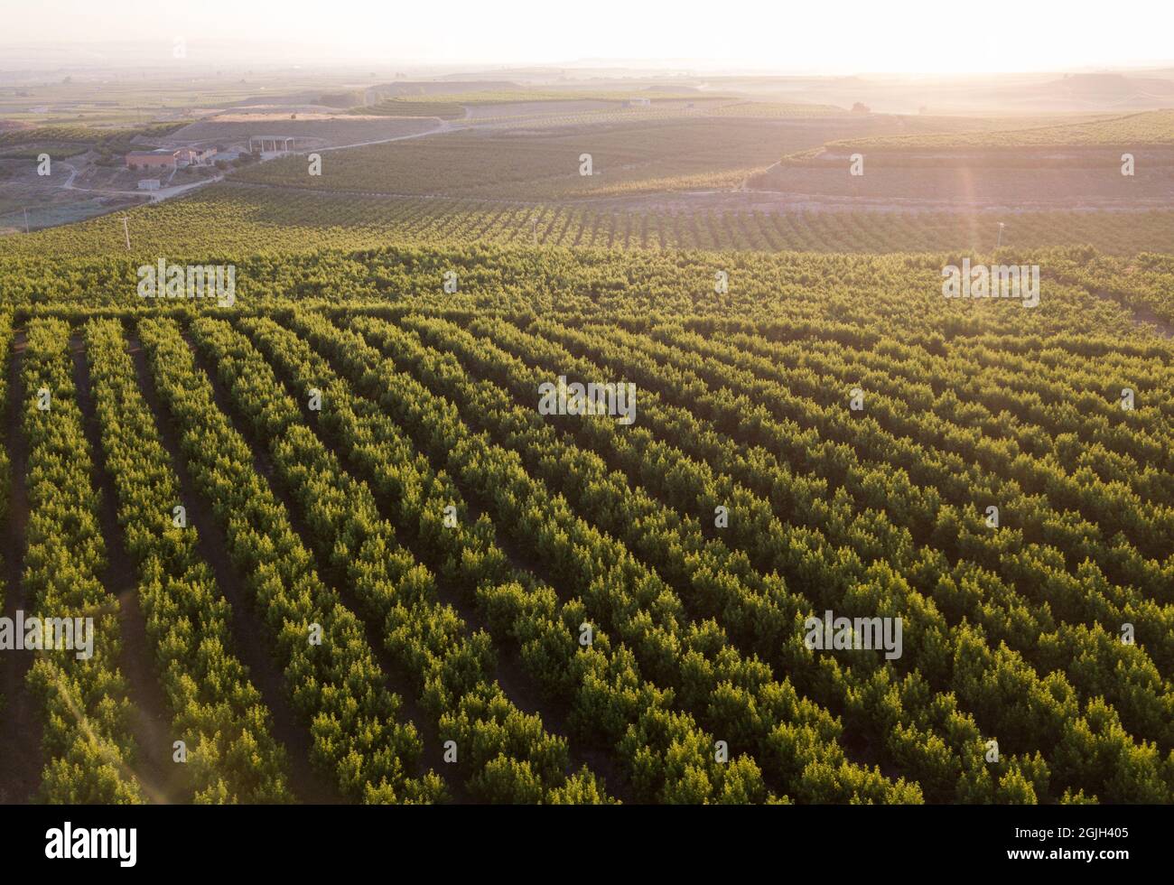 Aerial view peach orchard hi-res stock photography and images - Alamy