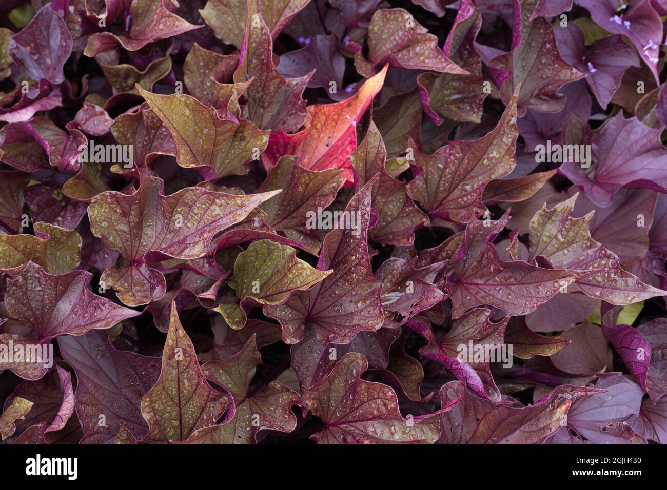 Sweet potato vine hi-res stock photography and images - Alamy