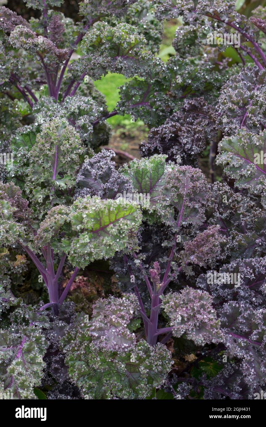 Redbor kale hi-res stock photography and images - Alamy