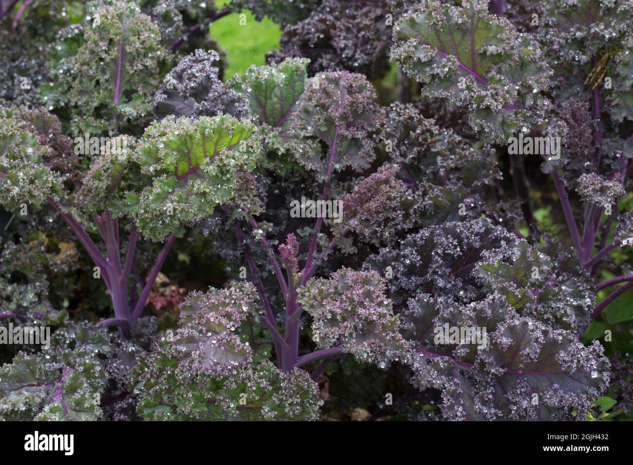 Redbor kale hi-res stock photography and images - Alamy