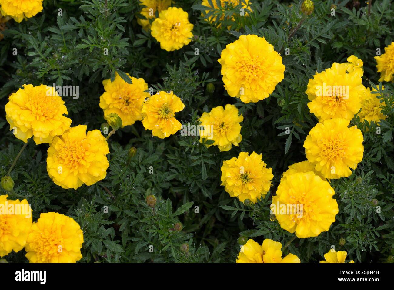 Marigold bonanza hi-res stock photography and images - Alamy