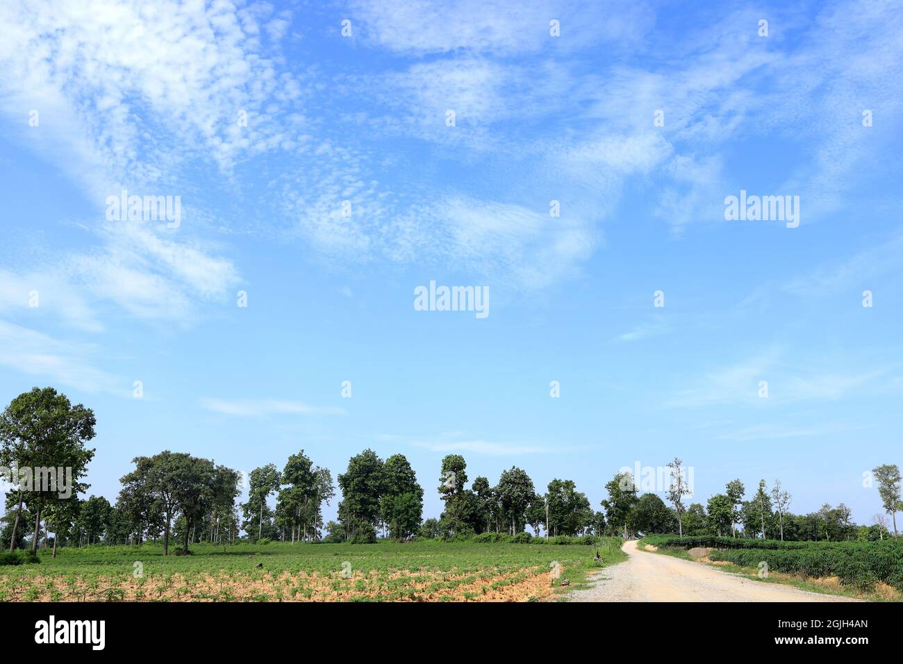 Natural theme background images, refreshing green trees and bright blue ...
