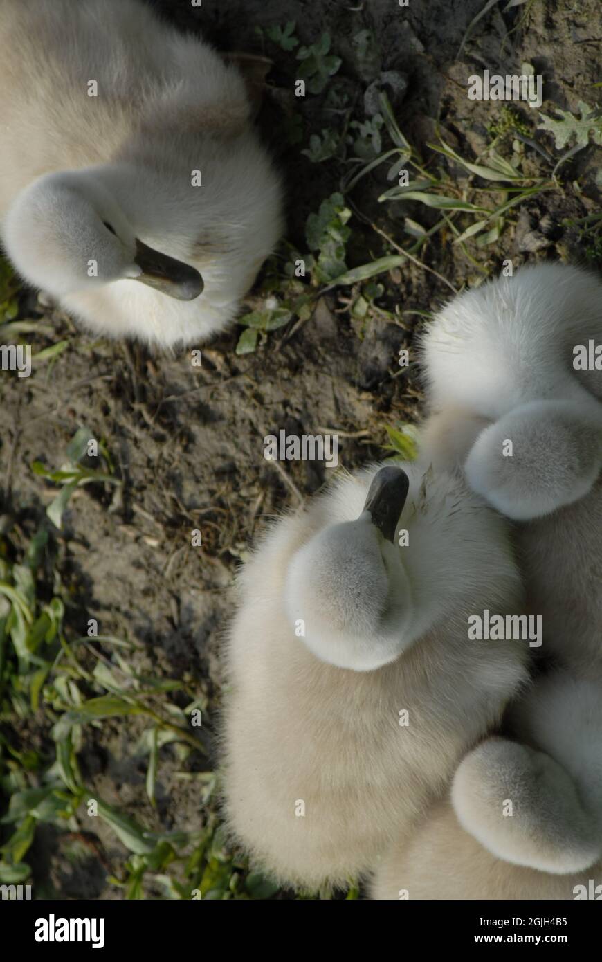 Group of fluffy little ducklings huddled together on the ground in the ...