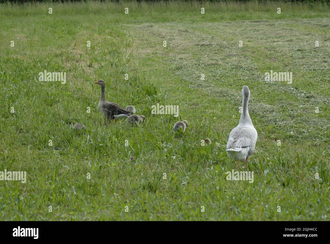 Large goose family on a lush field of grass with a white goose and a ...