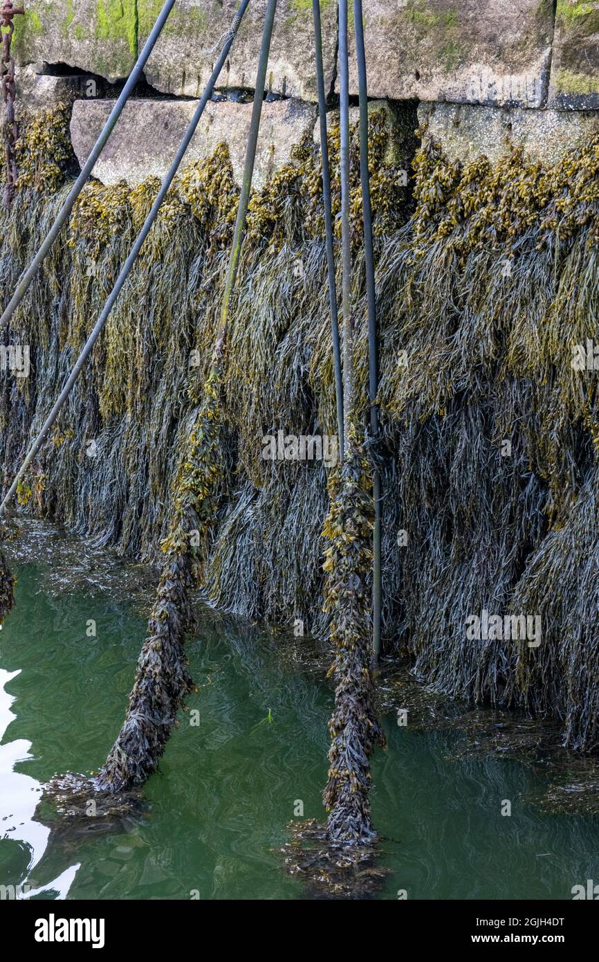 Seaweed covered wall hi-res stock photography and images - Alamy