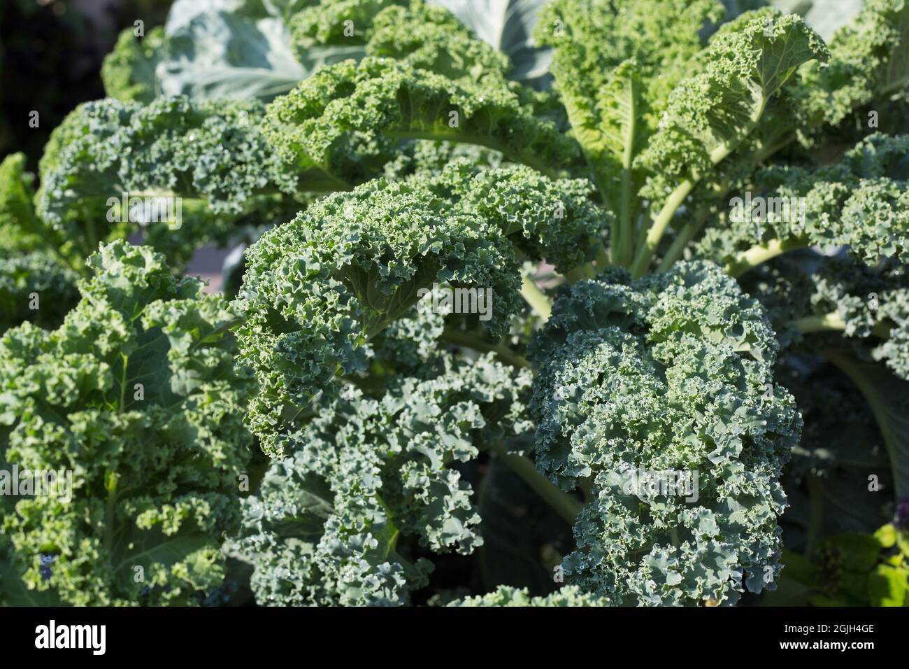 Kale winterbor hi-res stock photography and images - Alamy