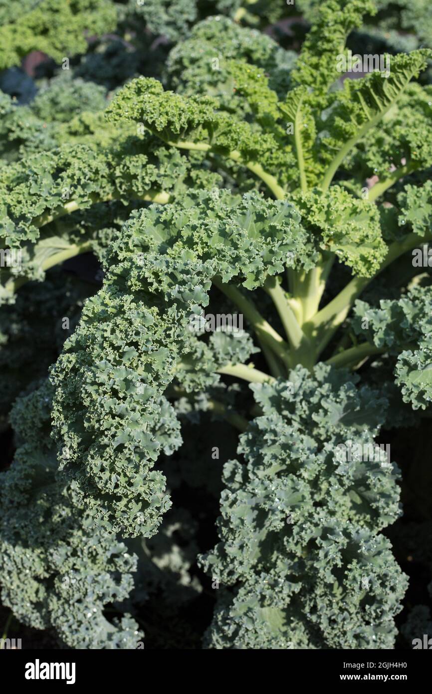Kale winterbor hi-res stock photography and images - Alamy