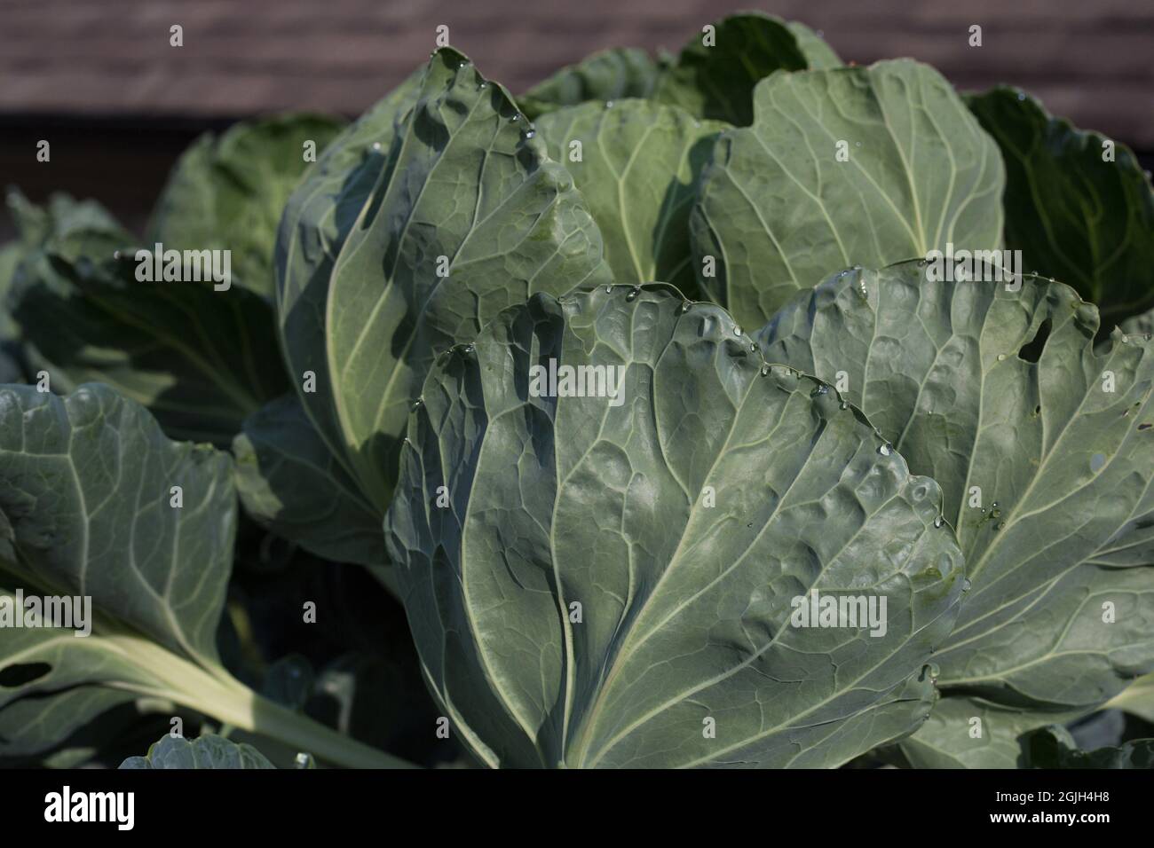 Midnight ruffles hi-res stock photography and images - Alamy