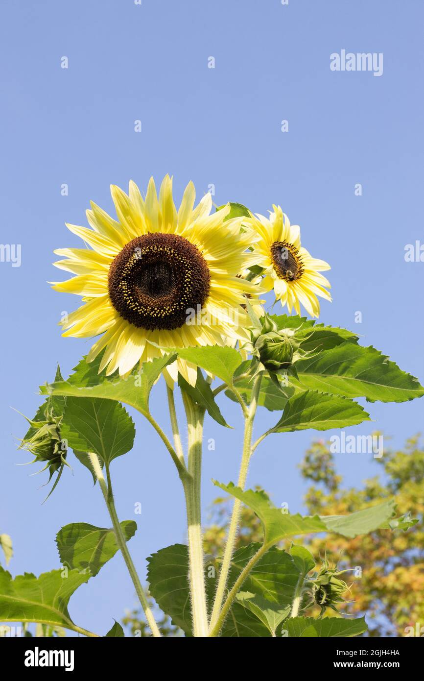 Helianthus lemon queen sunflower hi-res stock photography and images ...