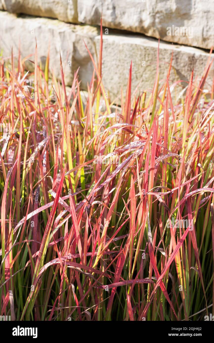 Imperata cylindrica 'Red Baron' - Japanese blood grass Stock Photo - Alamy