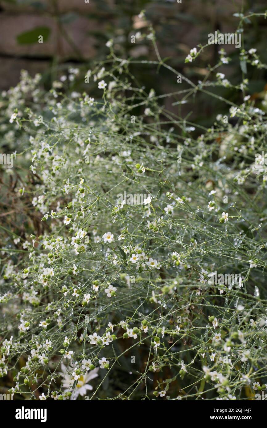 Euphorbia corollata - flowering spurge Stock Photo - Alamy