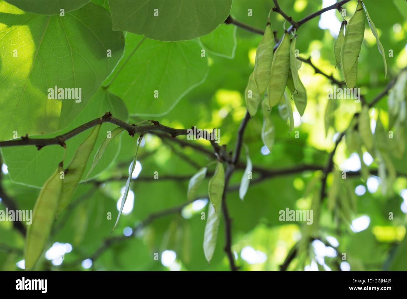 Cercis canadensis seed pods Stock Photo - Alamy