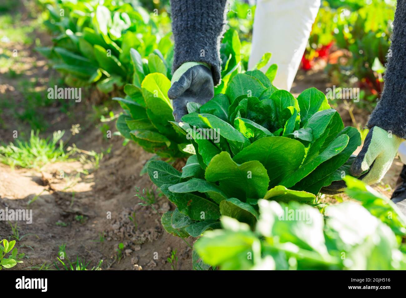 fresh organic lettuce at vegetable farm Stock Photo - Alamy