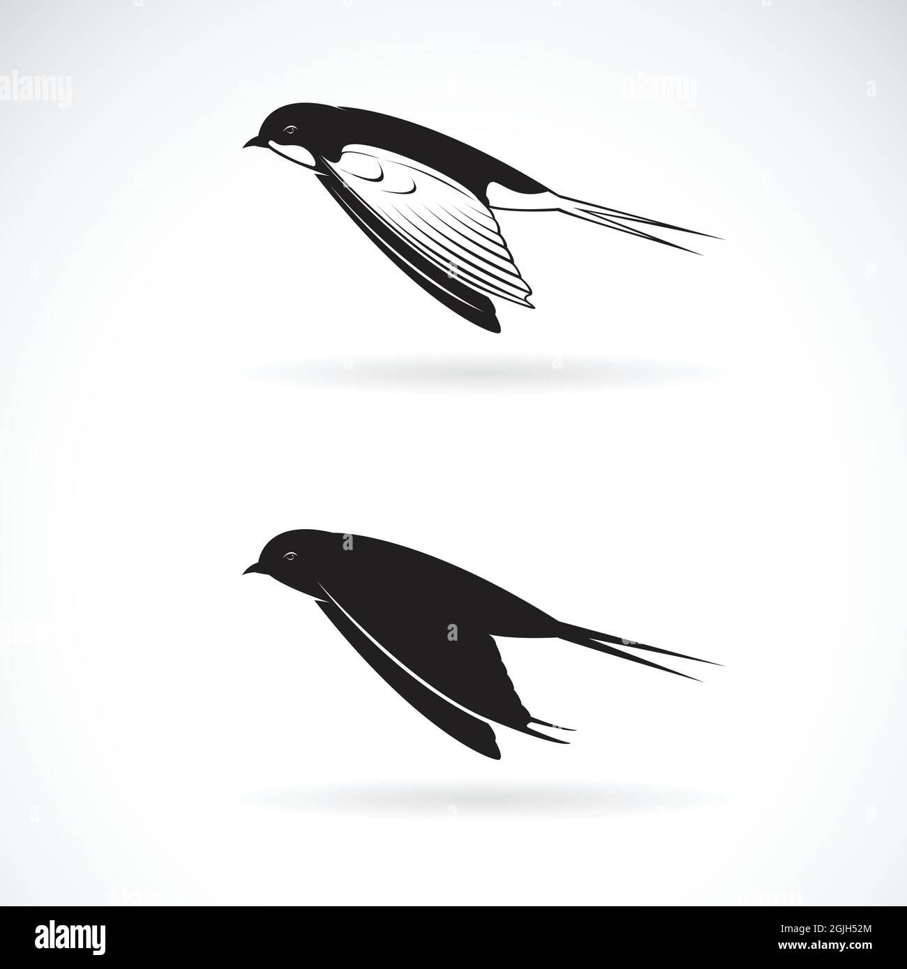 Vector of barn swallow flying design on white background. Bird icon or ...