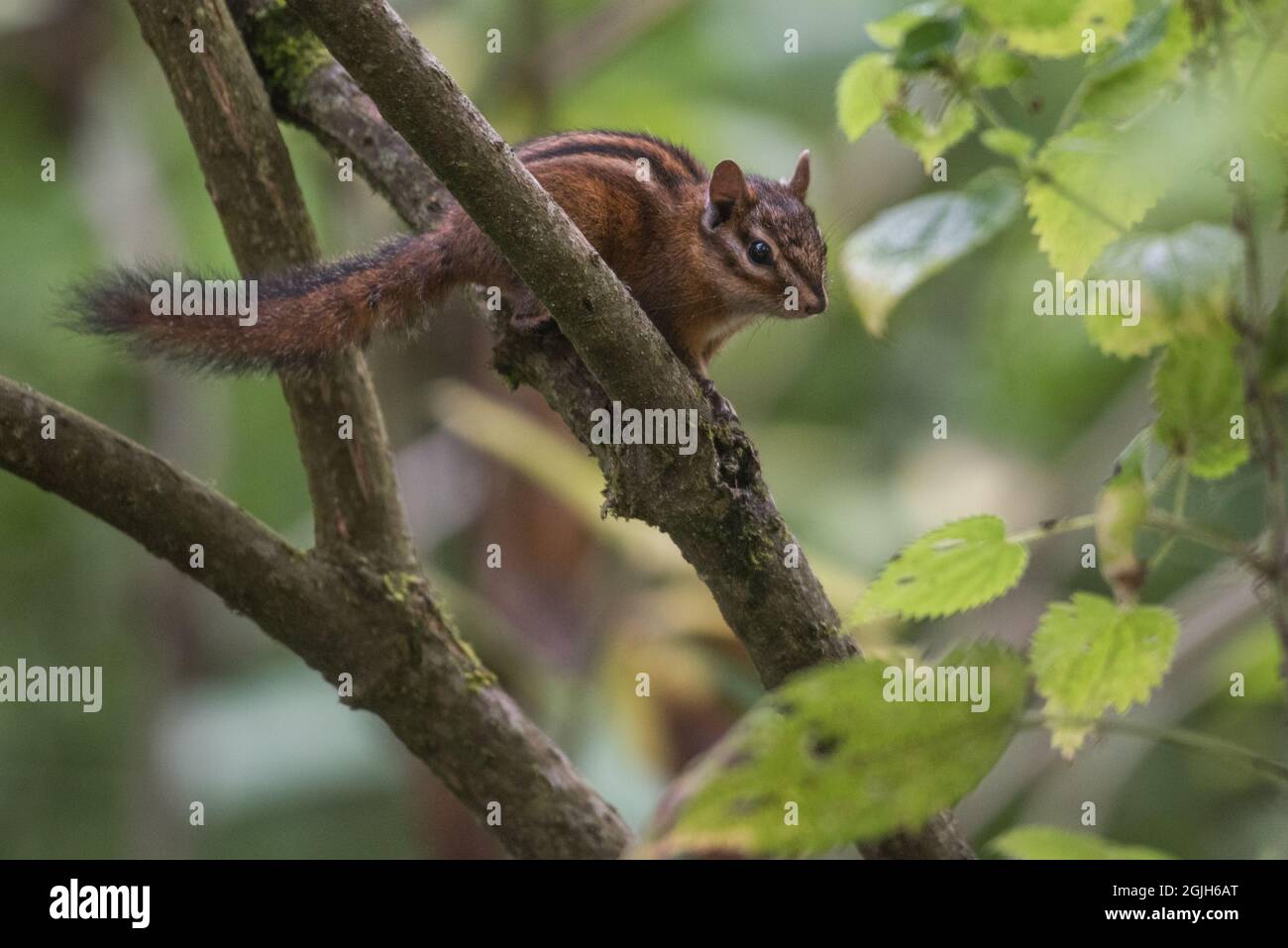 Sonoma chipmunk (Neotamias sonomae) a species of rodent endemic to ...