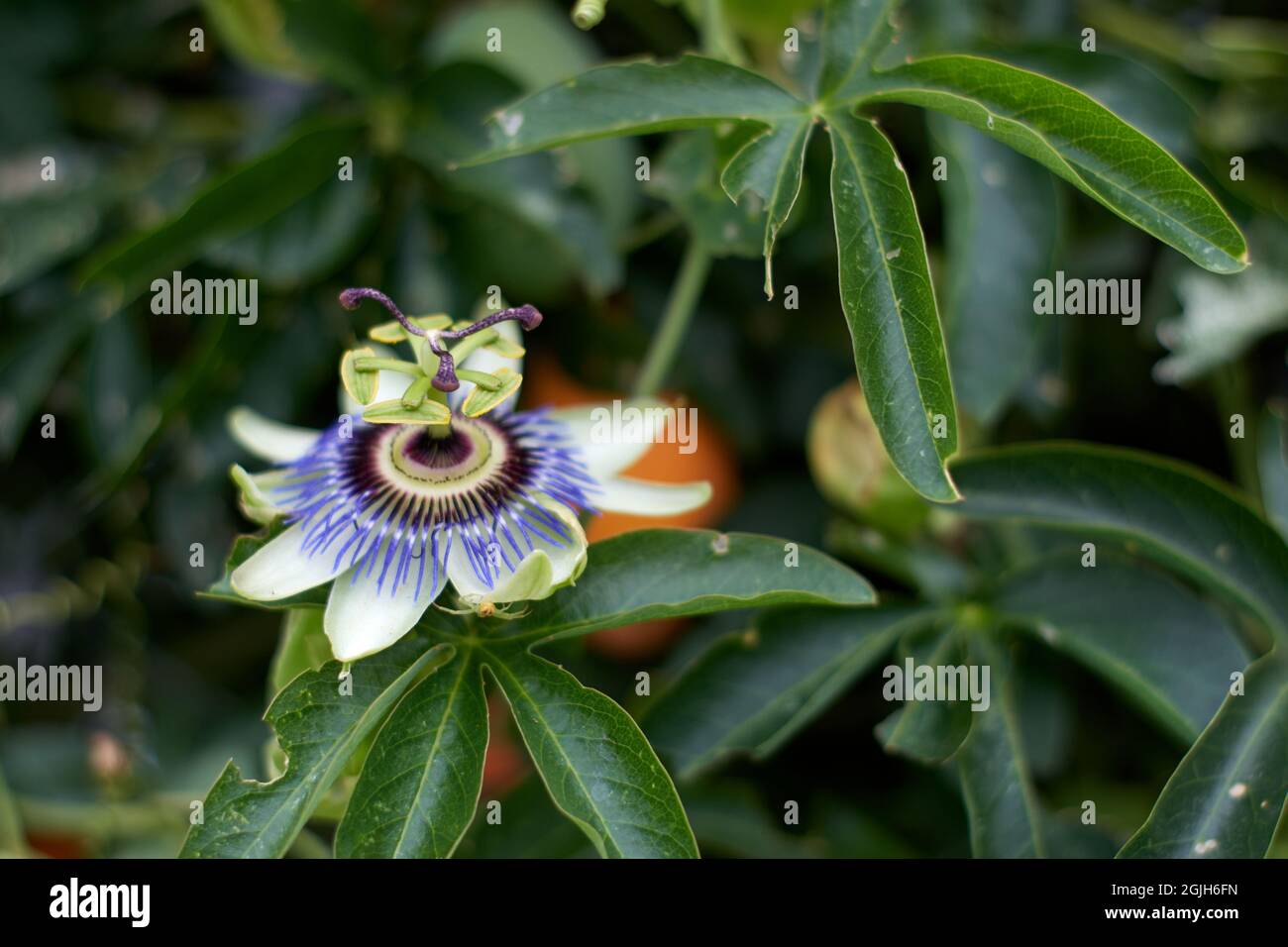 Purple passionflower in the garden with green leaves, known as maypop ...