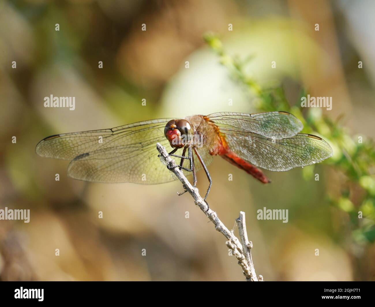 An Orange Flame Skipper dragonfly on a leaf with focus on the head ...