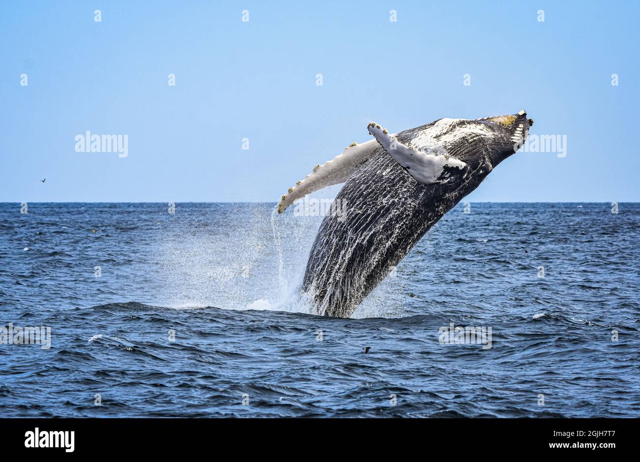 A humpback whale breaches with a twist as he falls back to the ocean ...