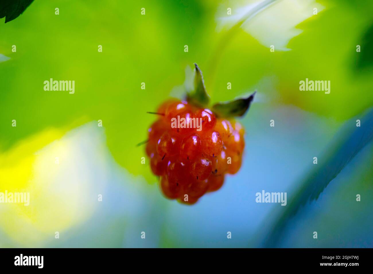 British columbia wild berry hi-res stock photography and images - Alamy