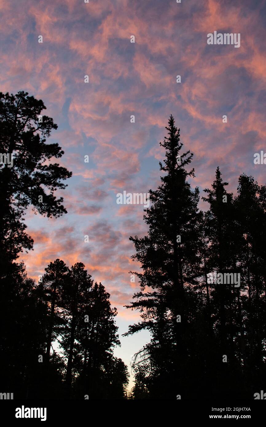 Sunset through the forest trees Stock Photo - Alamy