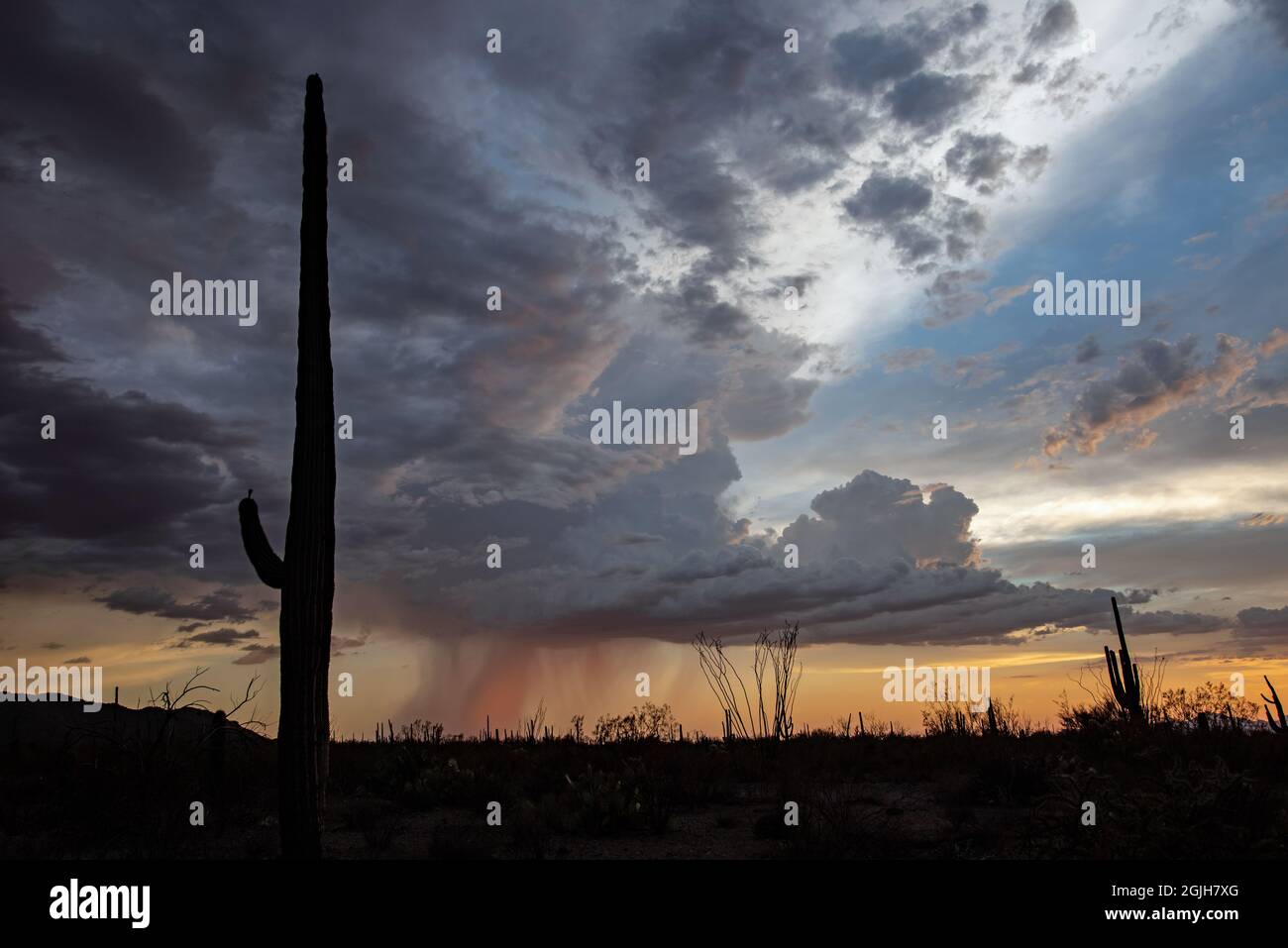 Monsoon storm in the sonoran desert at sunset Stock Photo - Alamy