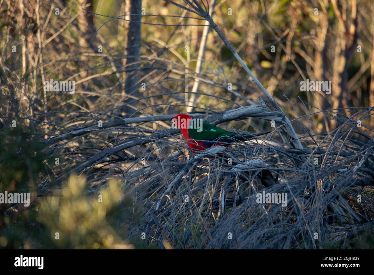 Australian king parrot (Alisterus scapularis). Male. Australian native ...