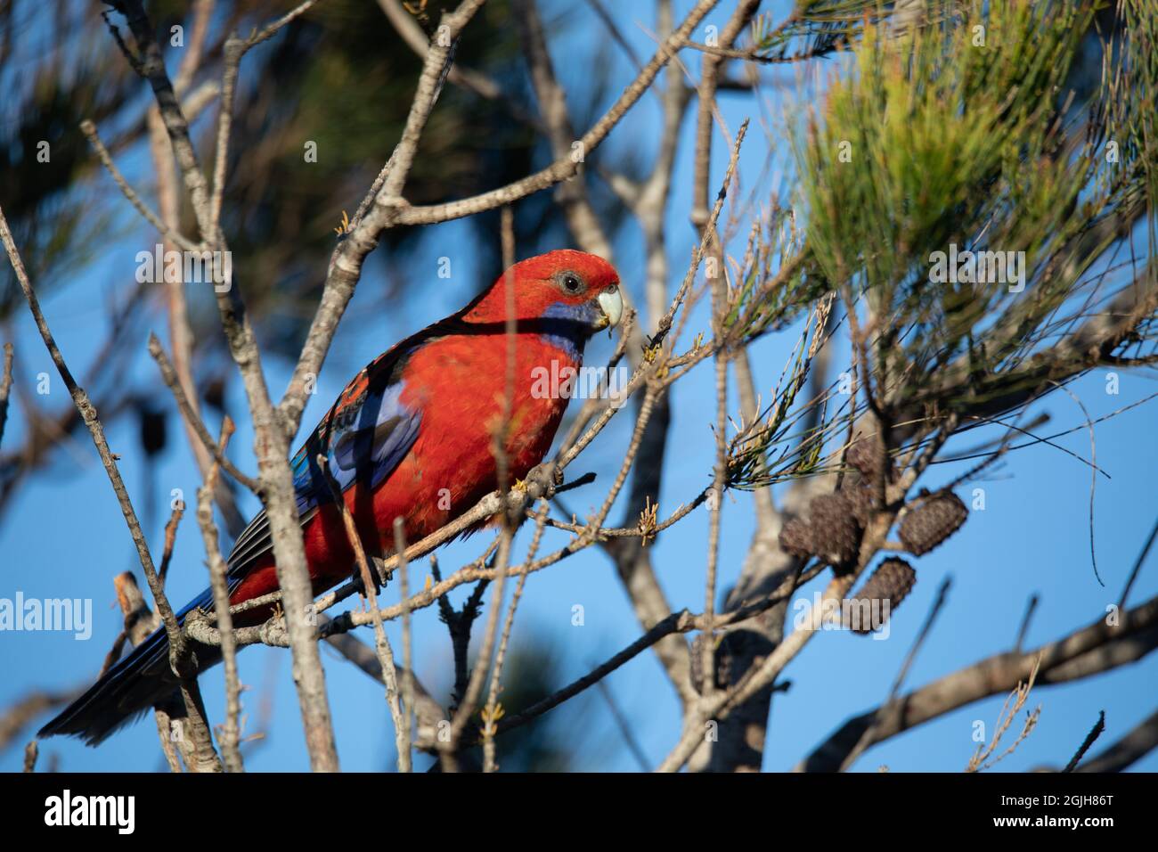 Crimson Rosella. Australian native parrot. Australian fauna Stock Photo ...