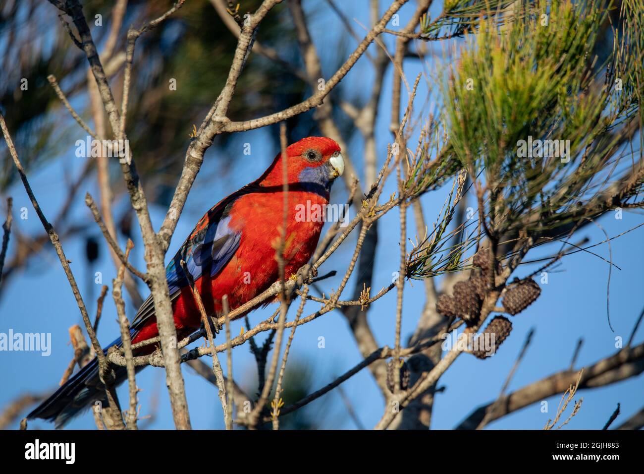 Crimson Rosella. Australian native parrot. Australian fauna Stock Photo ...