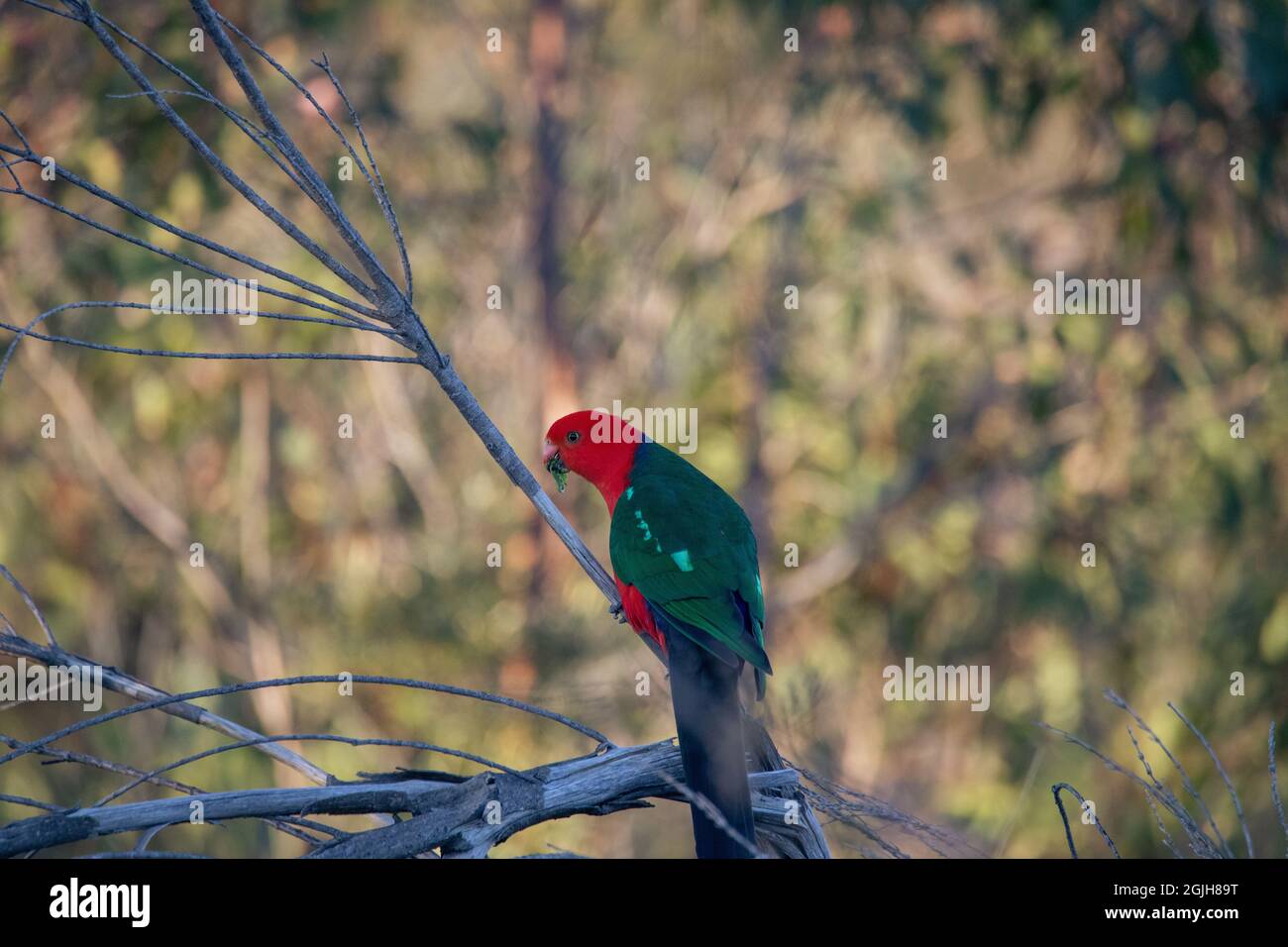Australian king parrot (Alisterus scapularis). Male. Australian native ...