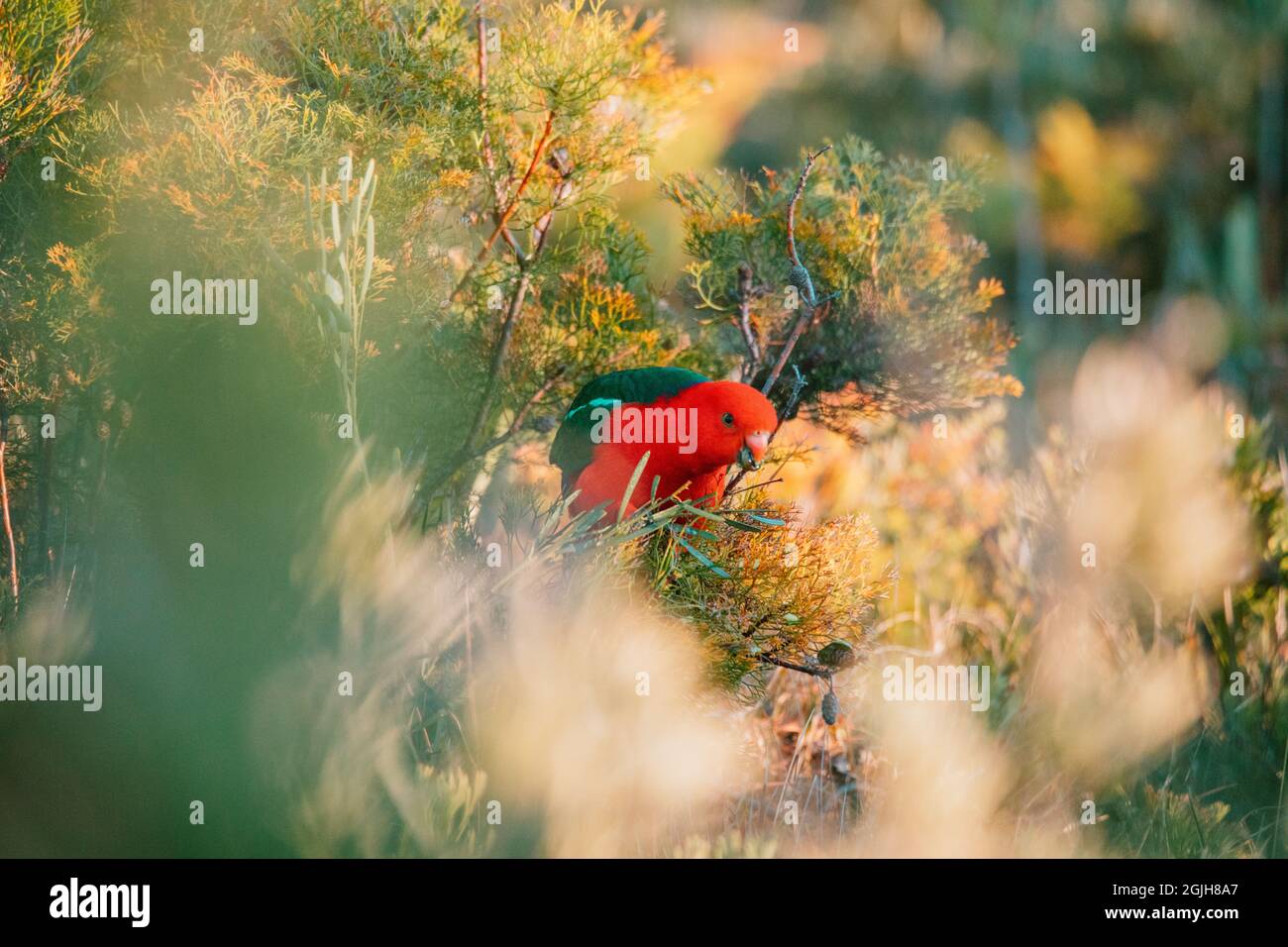 Australian king parrot (Alisterus scapularis). Male. Australian native ...