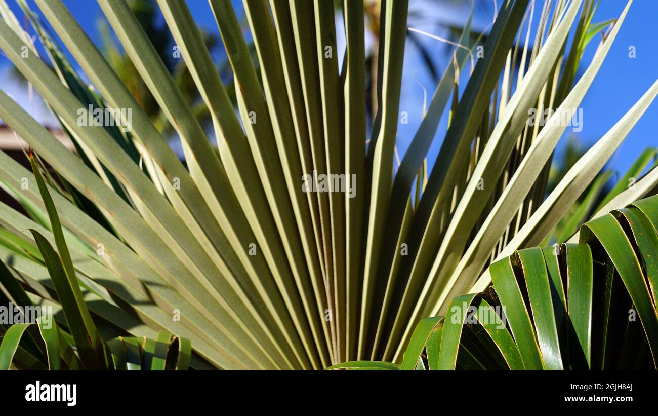 Lo ulu palm (Pritchardia) - an endemic species in the Hawaiian Islands ...