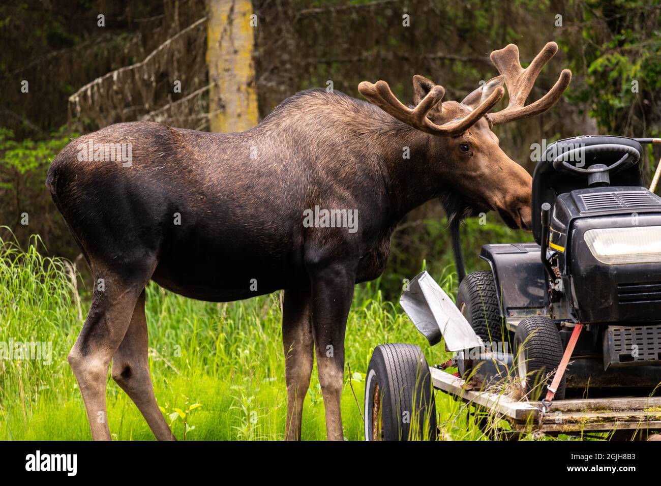 A Bull Moose chews on the seat of a lawn tractor on the edge of a ...