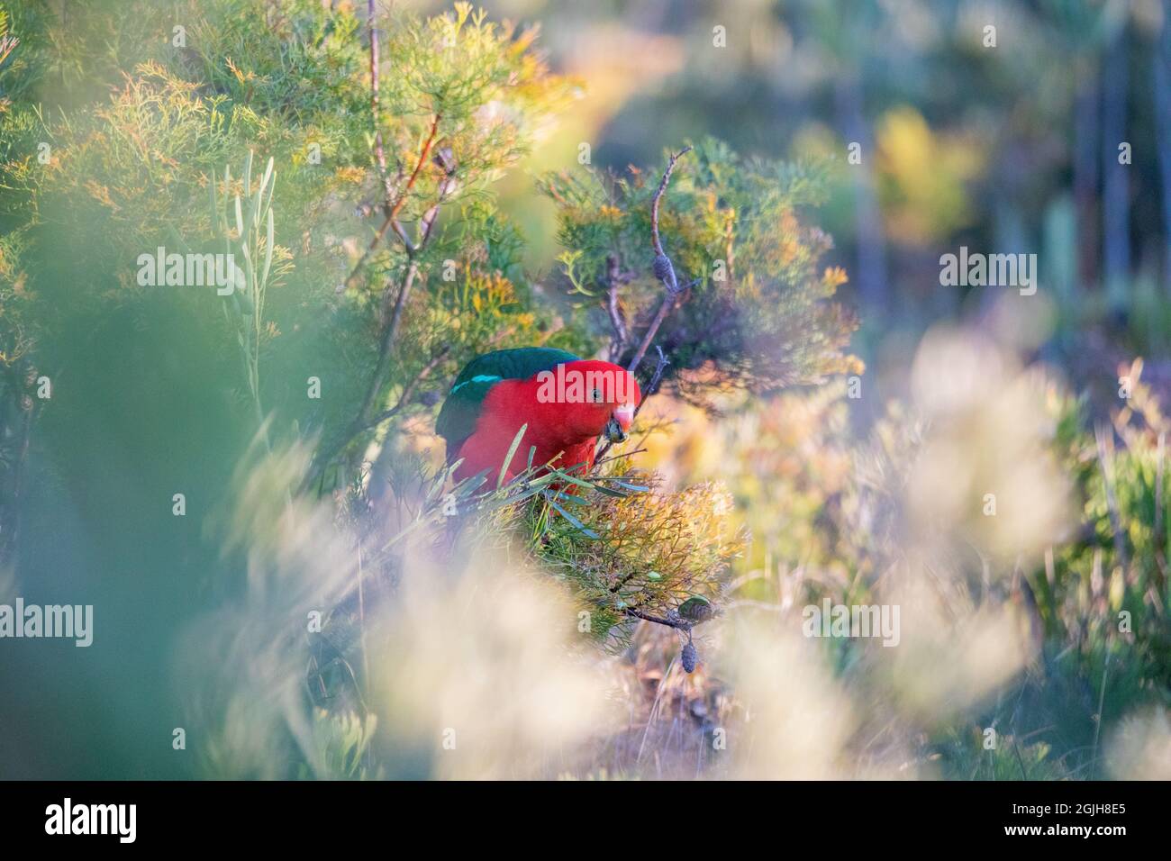 Australian king parrot (Alisterus scapularis). Male. Australian native ...