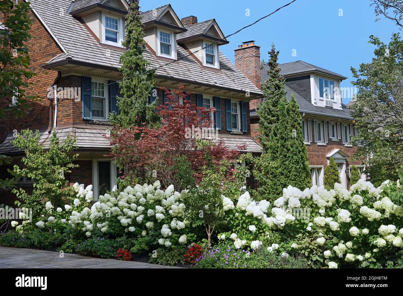 White hydrangea hedge hi-res stock photography and images - Alamy