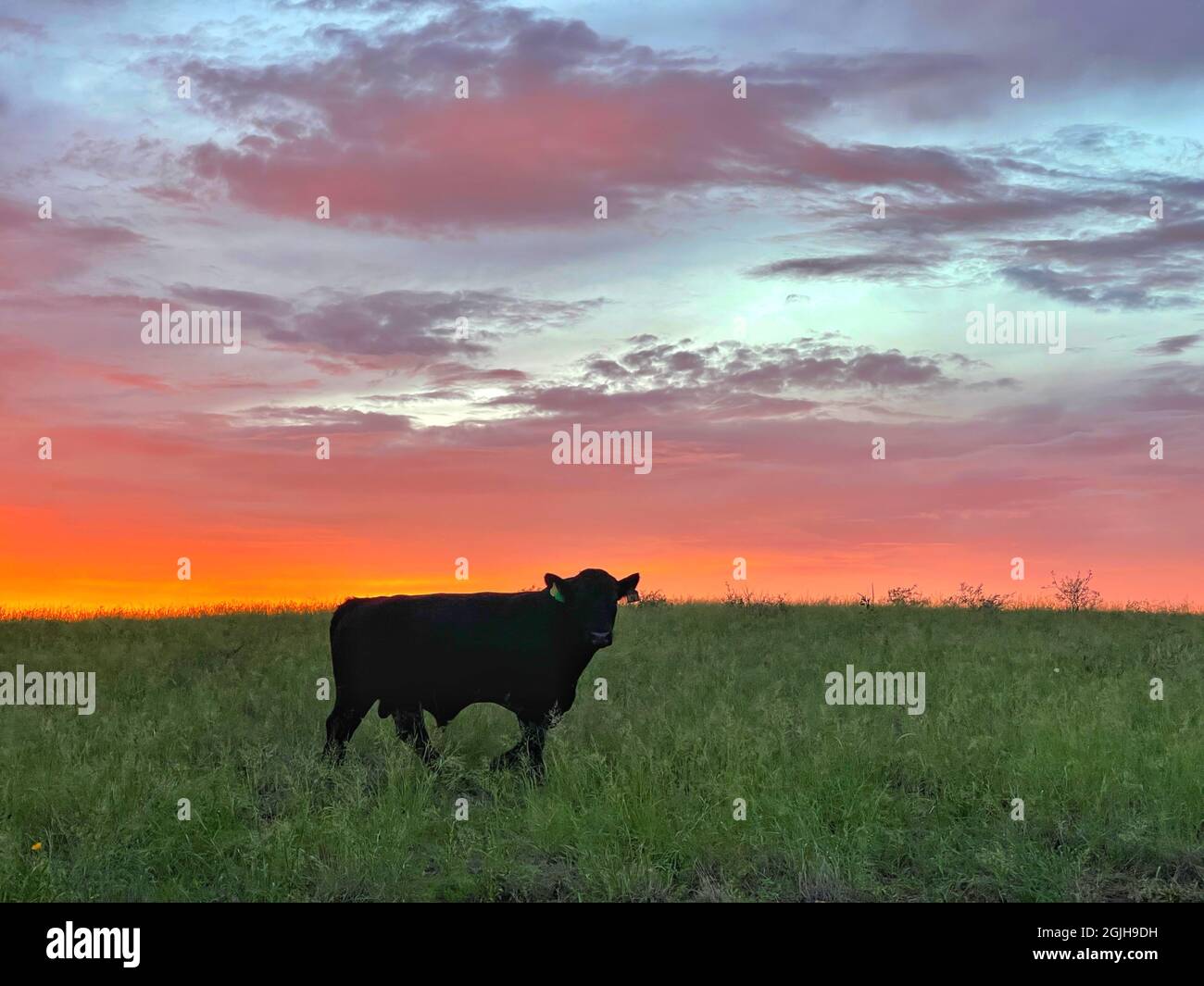 Black Angus bull on pasture at sunset Stock Photo - Alamy