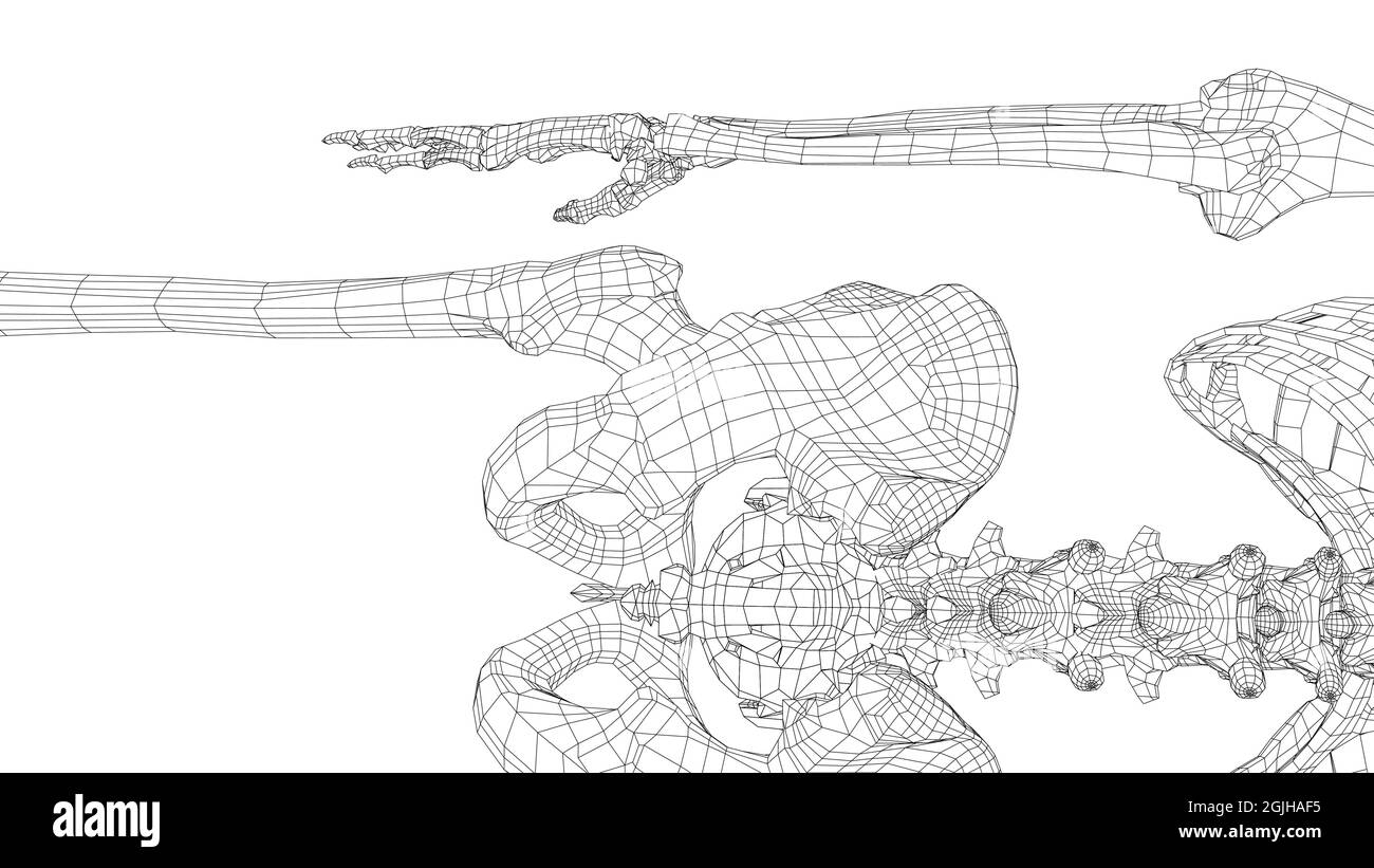 Human skeleton. Vector Stock Vector Image & Art - Alamy