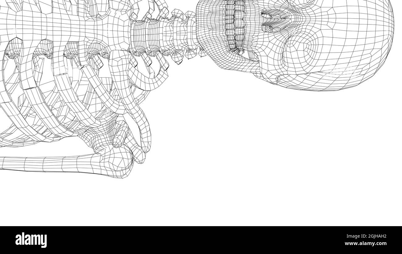 Human skeleton. Vector Stock Vector Image & Art - Alamy